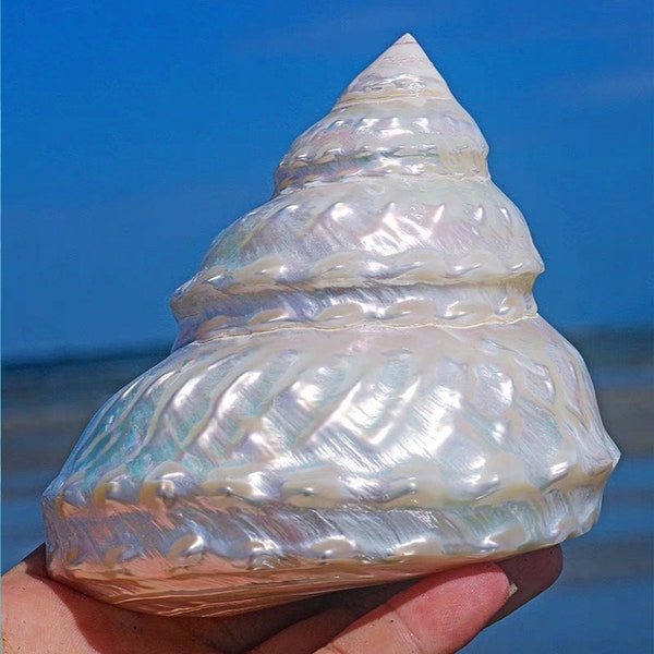 Seashell Decor - Etsy