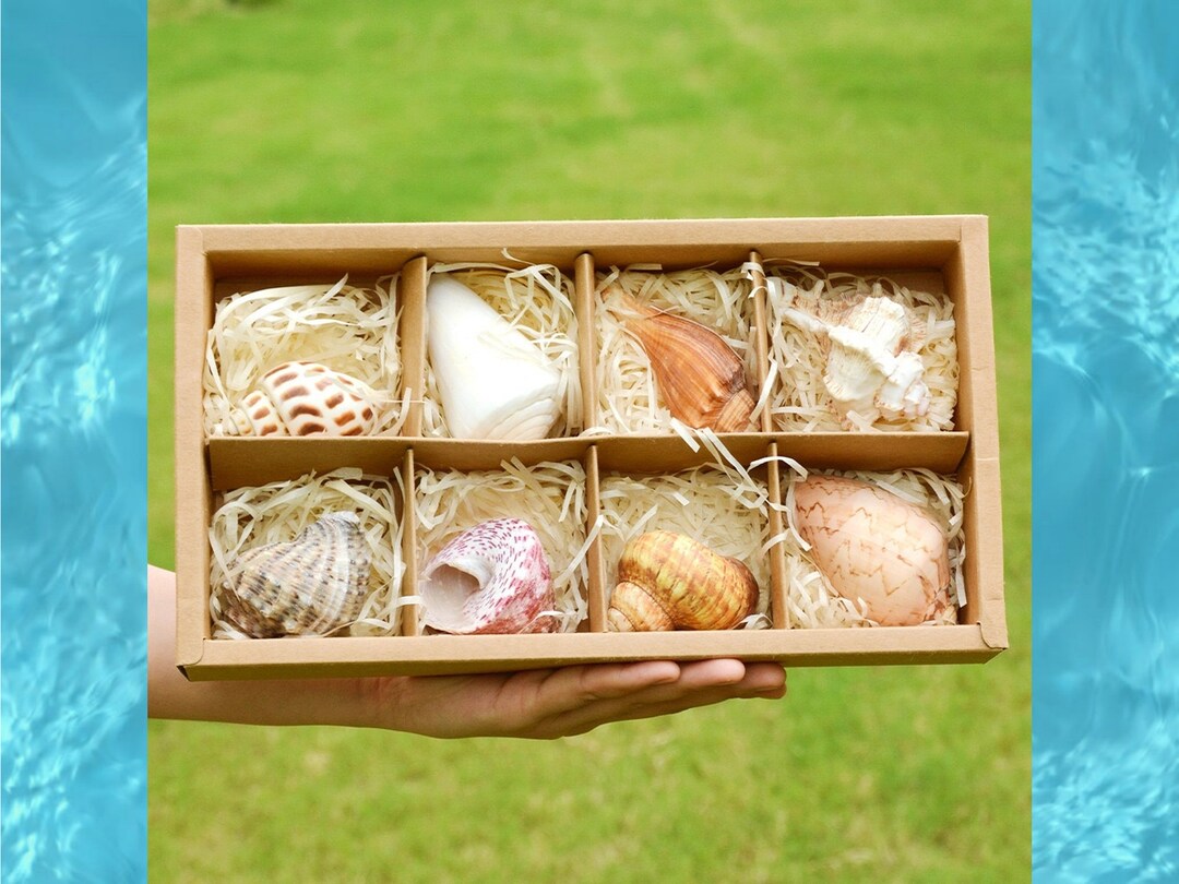 Natural Sea Shell,gift Set,8 of a Gift Box,shell Ornament,decor,hermit ...