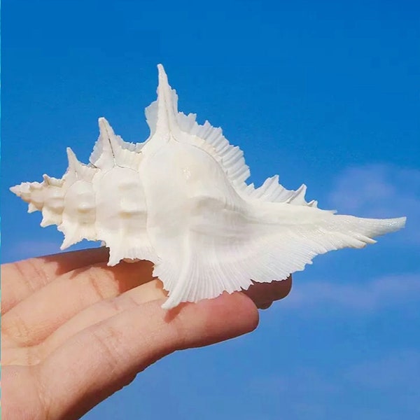 Rare Sea Shells - Etsy