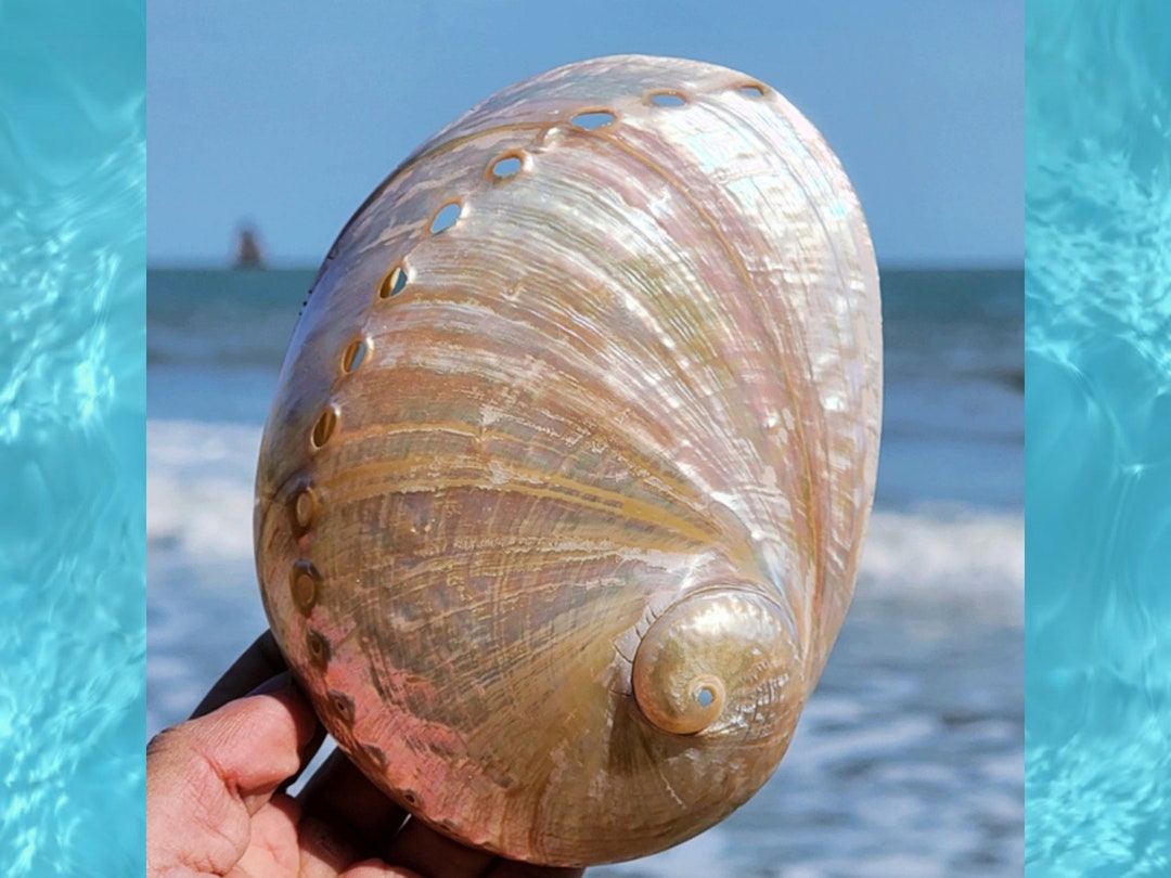 Large Natural Abalone Shell,australian,new Zealand Abalone Shell ...