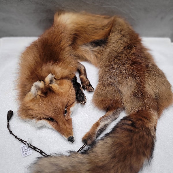 Fox Stole - Etsy