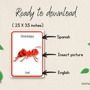 INSECTS 16 Montessori Cards / Bilingual Cards / Nomenclature - Etsy