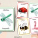 INSECTS 16 Montessori Cards / Bilingual Cards / Nomenclature Flashcards ...