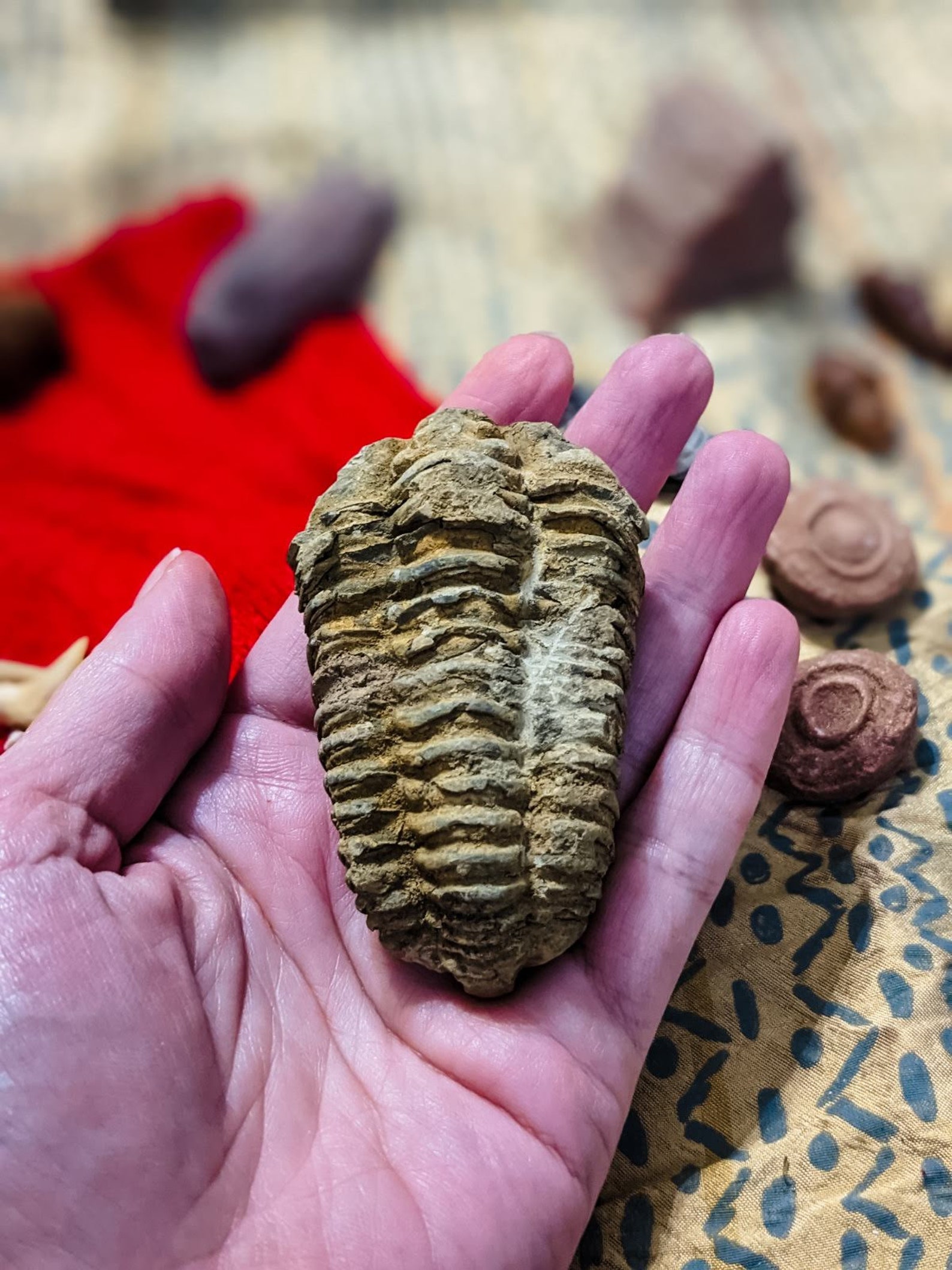 Fossil Curio Box, Mystery Fossil Treasure Box, Gift for Dinosaur Lovers ...