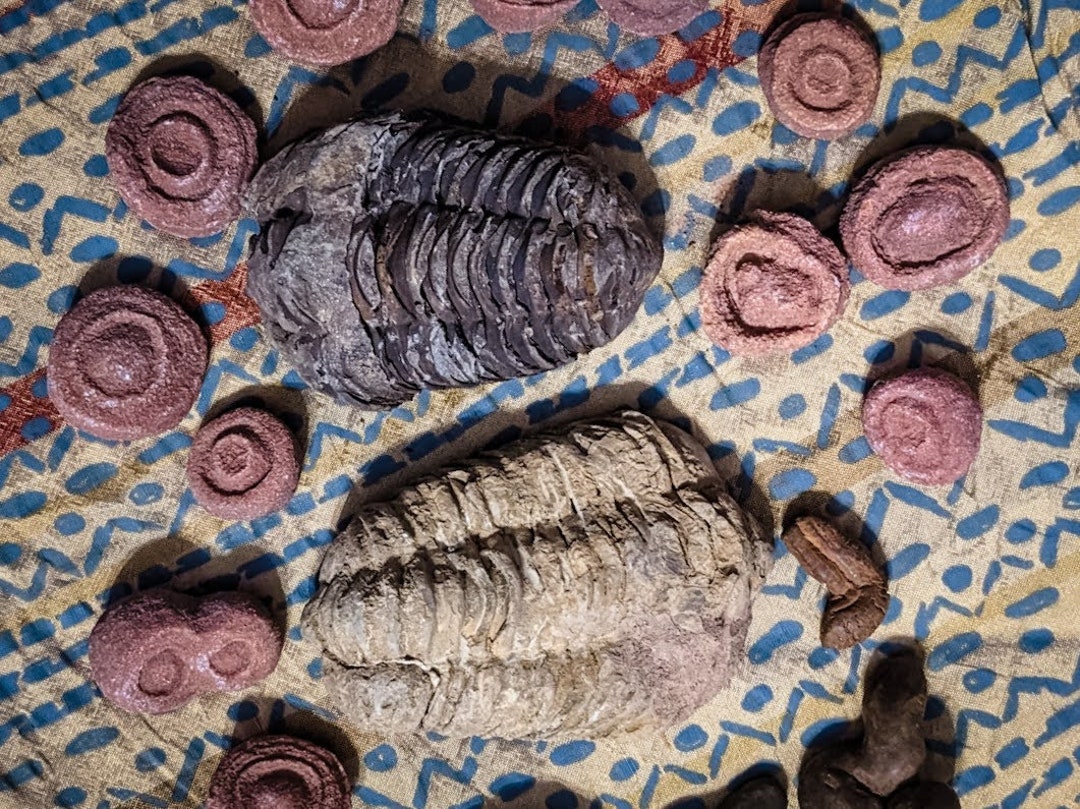 Fossil Curio Box, Mystery Fossil Treasure Box, Gift for Dinosaur Lovers ...