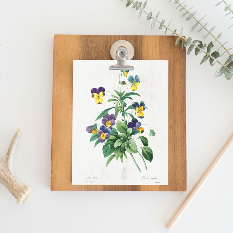 Vintage Pansies & Wildflower Botanical Art Prints: Home Decor Set - Etsy