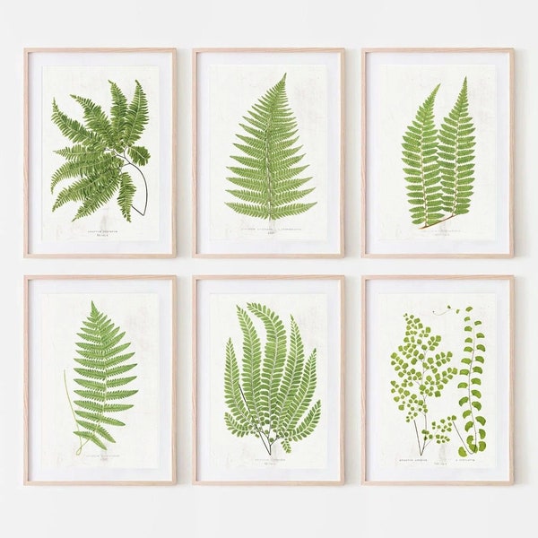 Fern Print - Etsy