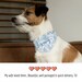 Personalized Name Pet Bandana Collar Chinoiserie Preppy - Etsy