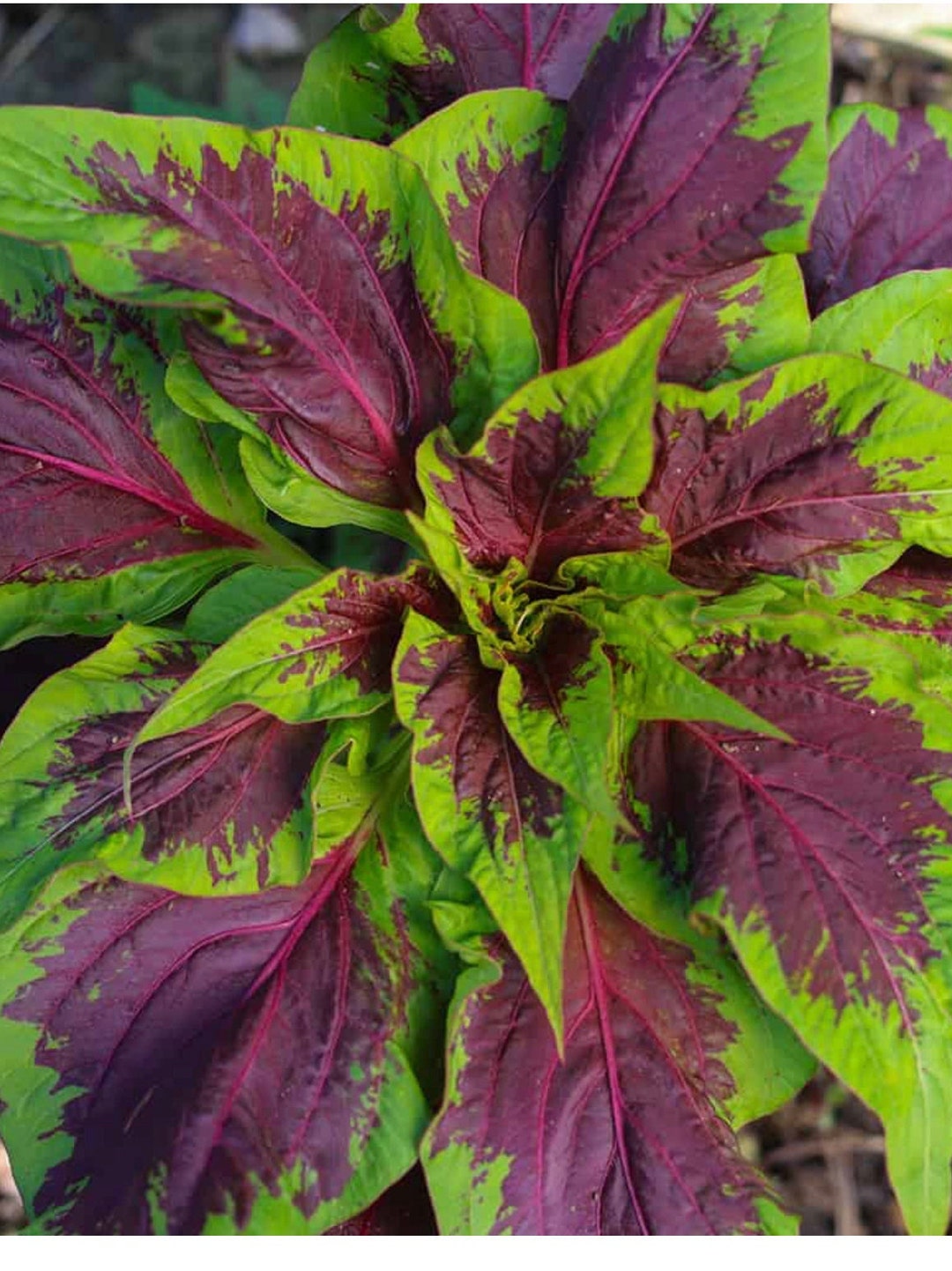 Shoko, Lagos Spinach, Nigeria Shoko, Celosia - Etsy