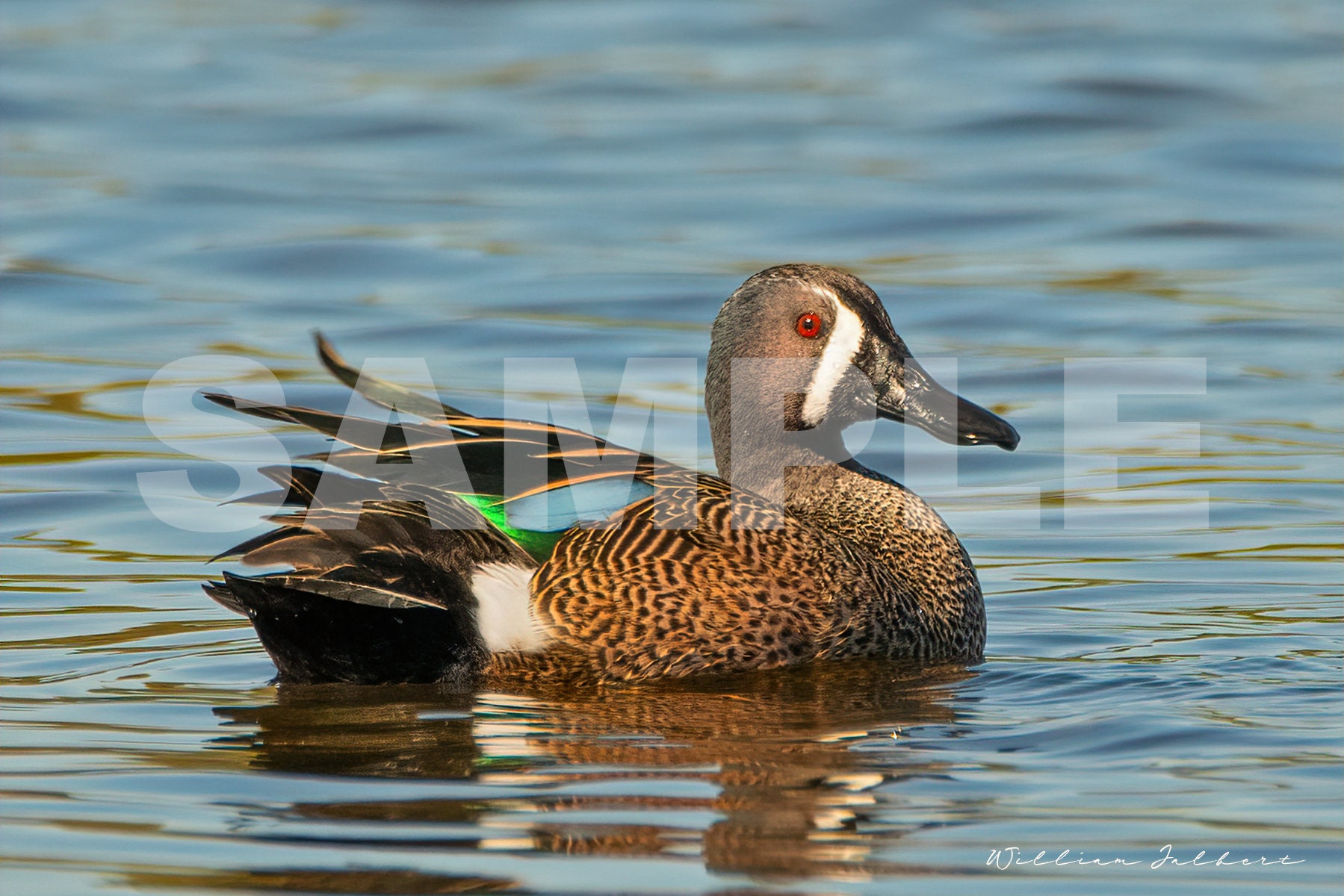 Drake Blue Wing Teal