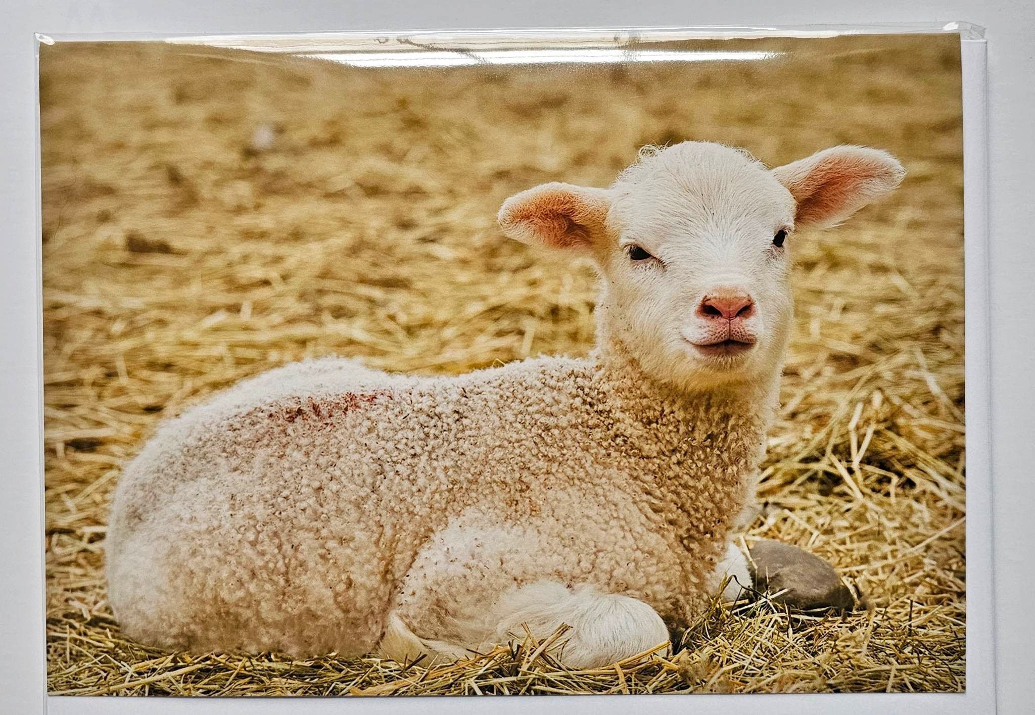 Spring Lamb- Blank Greeting Card - Etsy
