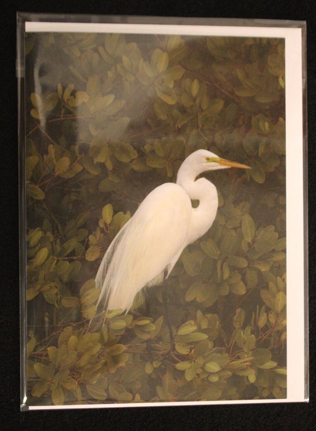 Set of 5 Blank Birds of Florida Greeting Cards- Ornithology/say Hello ...