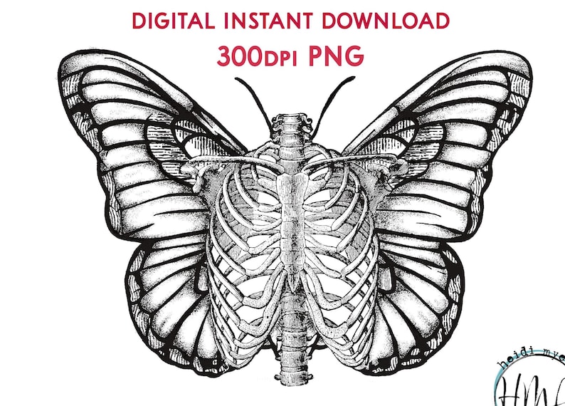 Vintage Butterfly Anatomy PNG Gothic Art Curiosity Illustration Black ...
