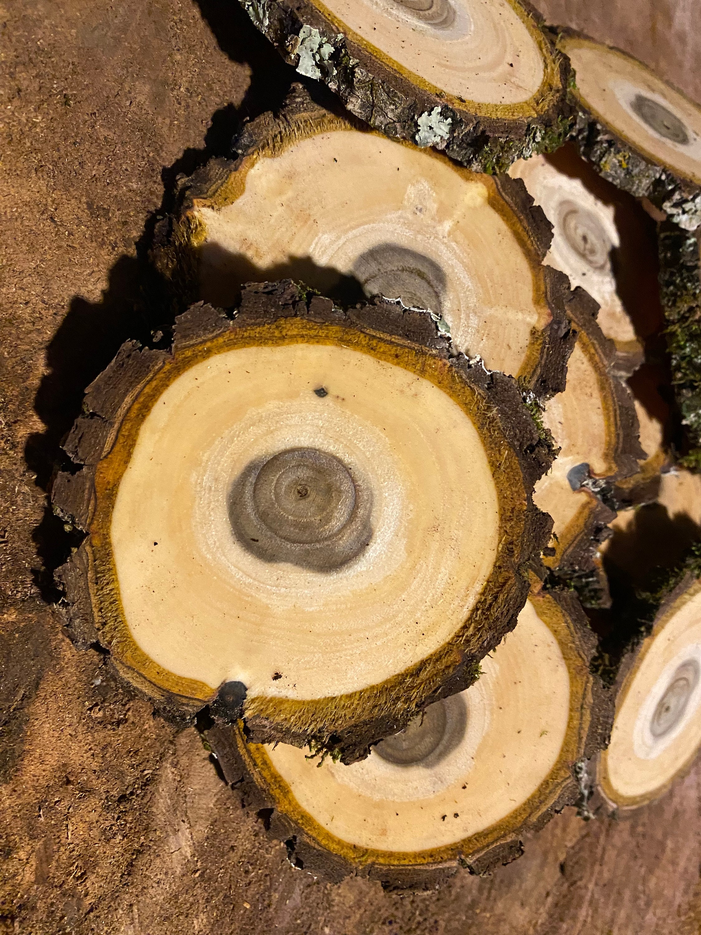 Black Walnut Wood Disc - Etsy