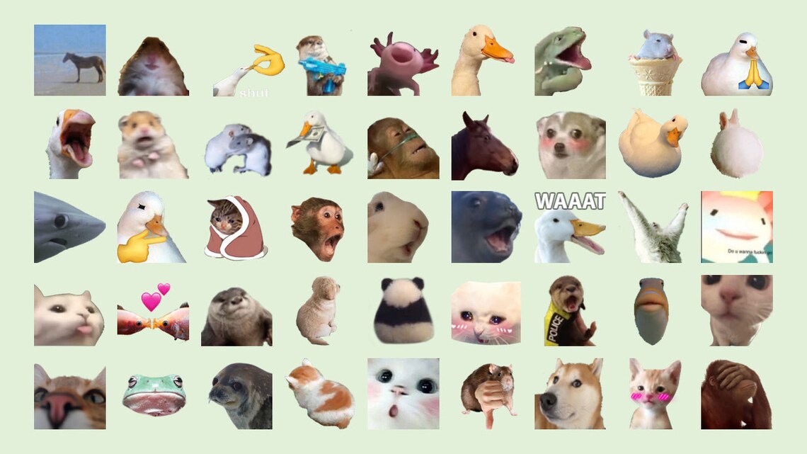 140 Random Animal Emotes for Twitch and Discord | Twitch Emotes ...