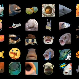 60 Fish Emotes Pack | Static | Twitch Emotes | Discord Emotes | Text ...