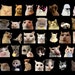 50 Cat Emotes for Kick, Tiktok, Twitch | Discord Emotes | Twitch Emote ...