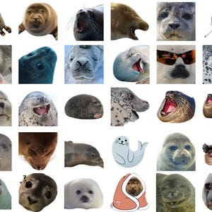 90 Seal Emotes Pack | Memes | Static | Twitch Emotes | Discord Emotes ...