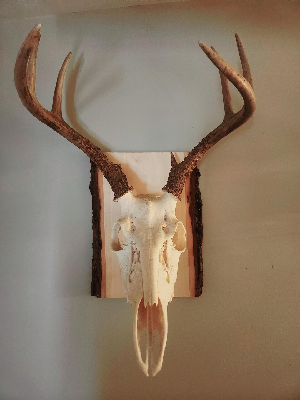 Custom European Mount Plaque - Etsy