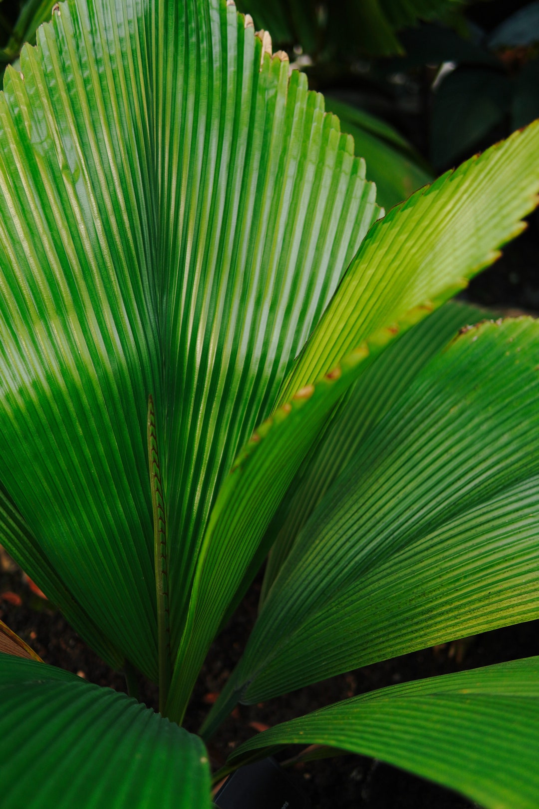 Natural Corners Poster - Etsy