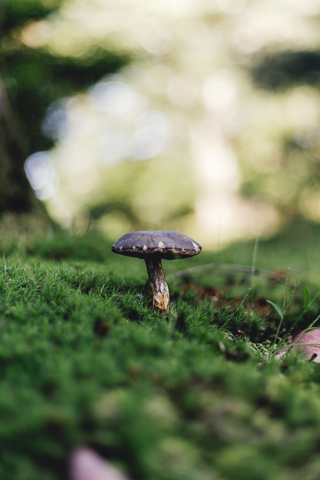 Beauty in Decomposition Poster - Etsy