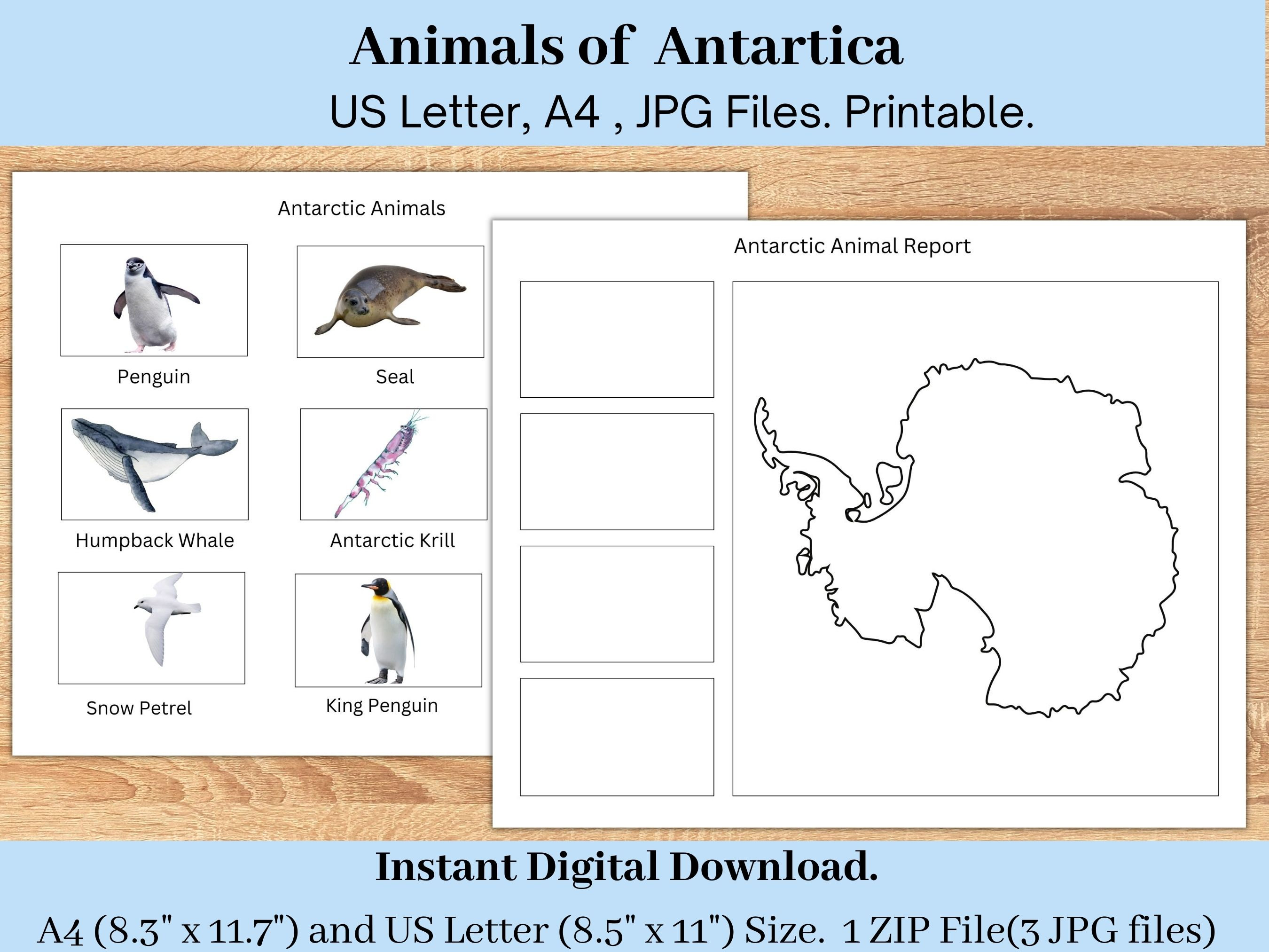 Antarctic Animal Report, Geography Printable for Toddlers Pre-k ...