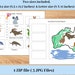 Australia Animals Report, Geography Printable for Toddlers and Pre-k ...