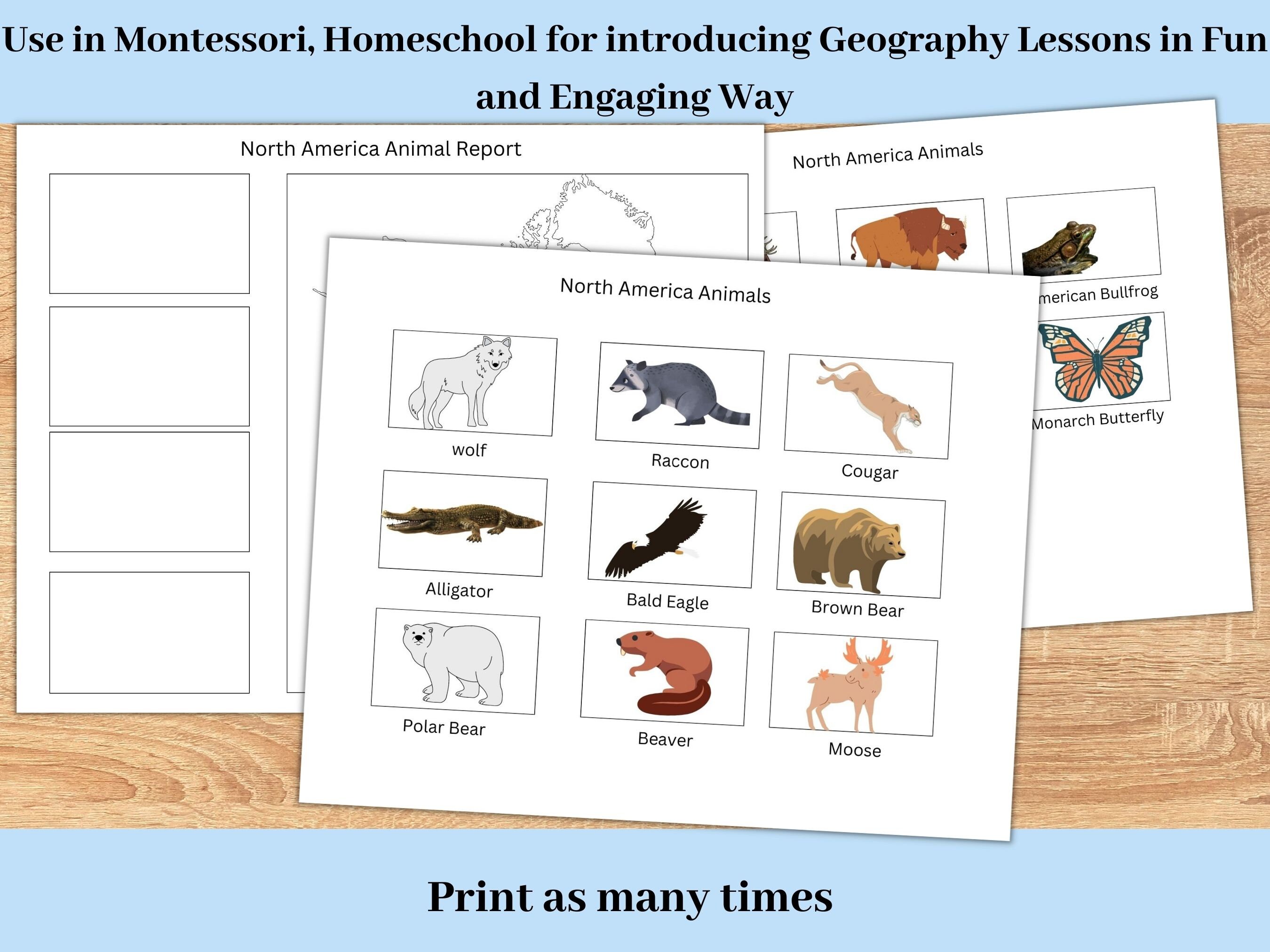 North America Animal Report, Geography Printable for Toddlers Pre-k ...