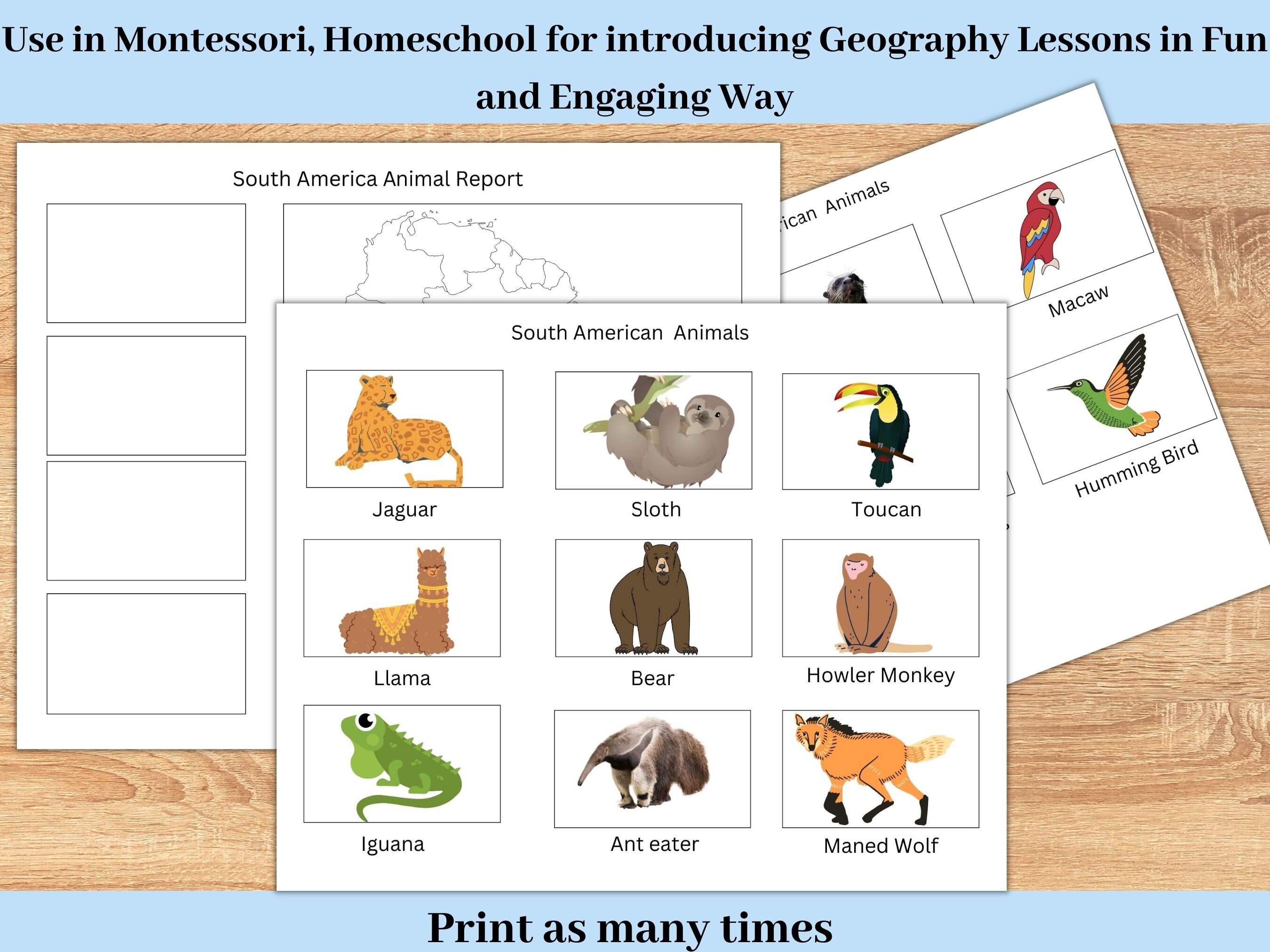 South America Animal Report, Geography Printable for Toddlers Pre-k ...