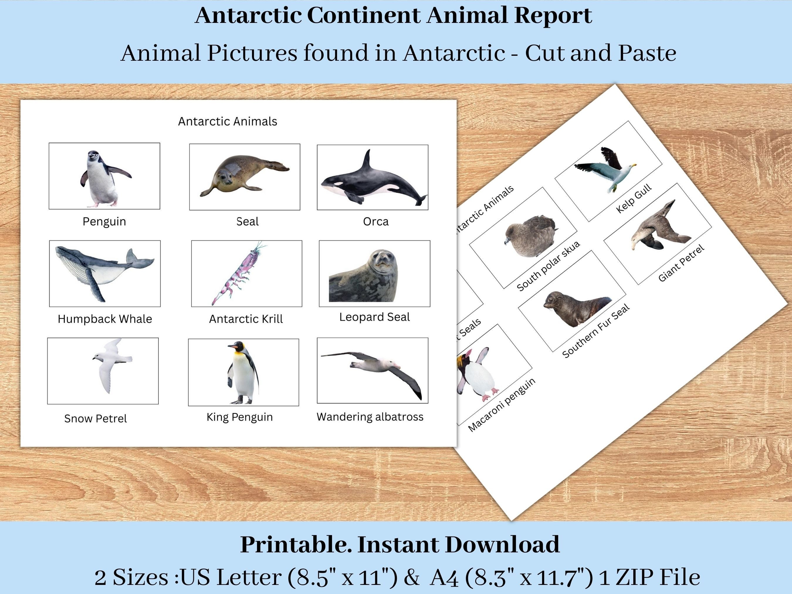 Antarctic Animal Report, Geography Printable for Toddlers Pre-k ...