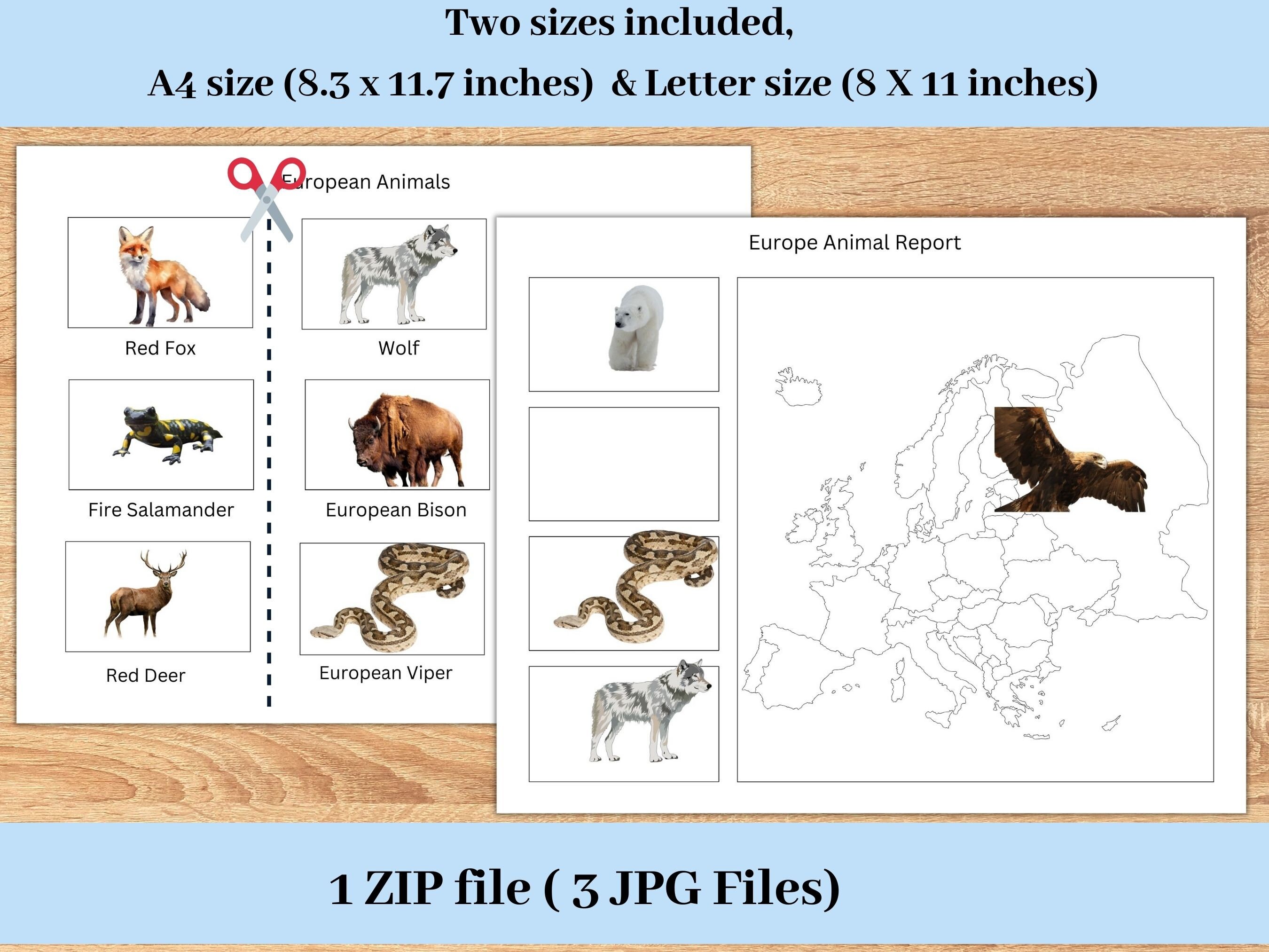 Europe Animal Report, Geography Printable for Toddlers Pre-k, Geography ...