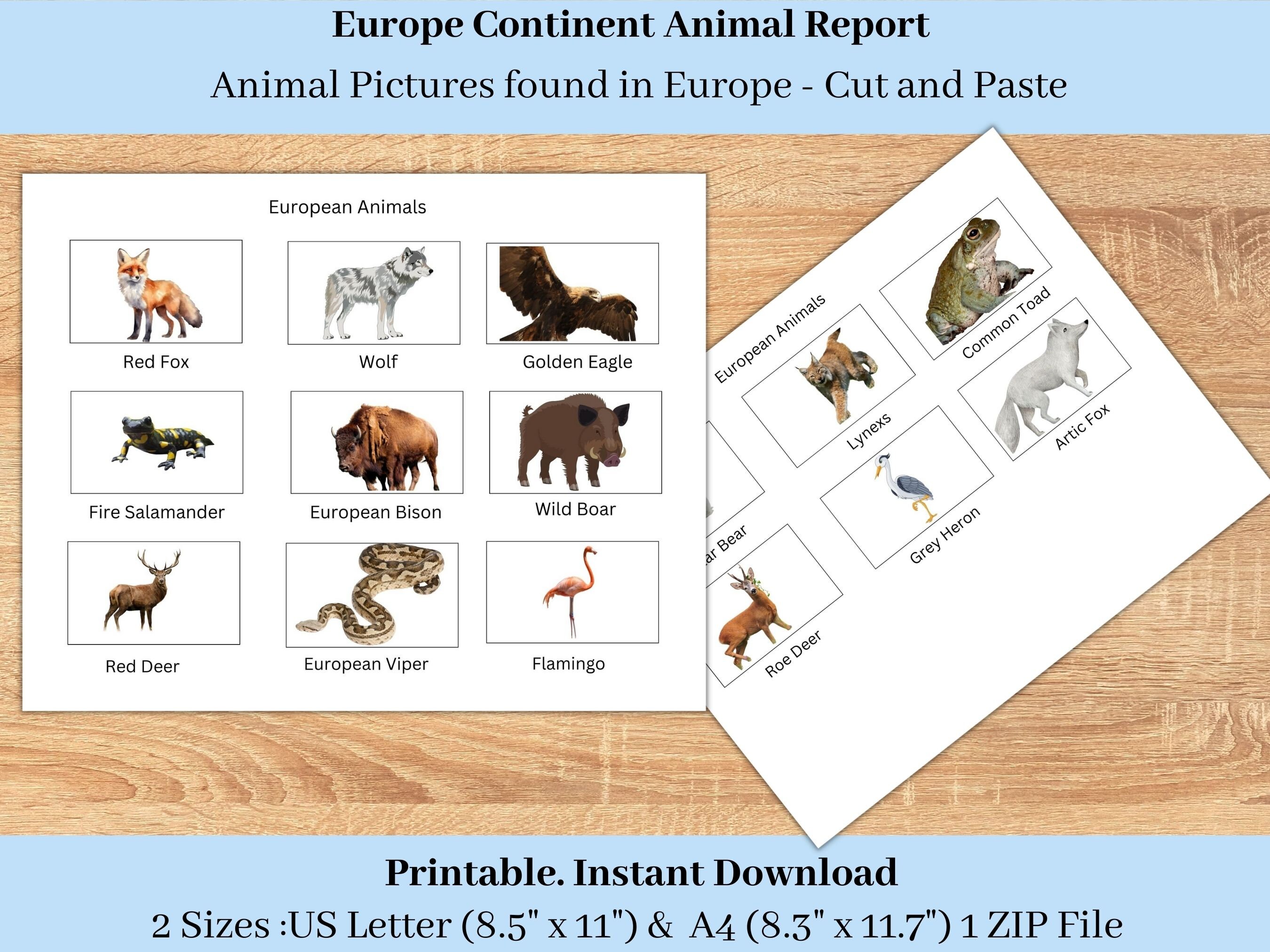 Europe Animal Report, Geography Printable for Toddlers Pre-k, Geography ...