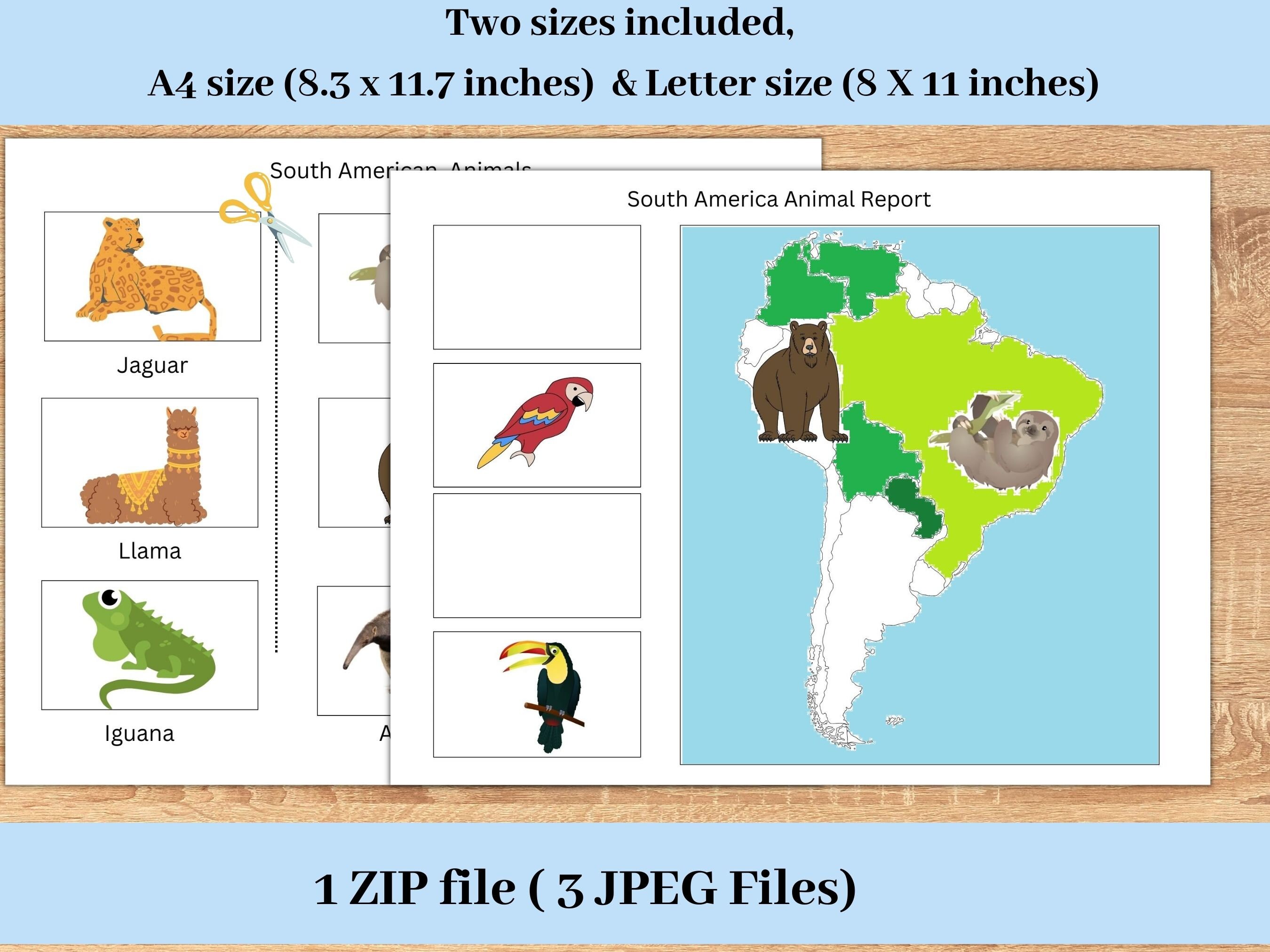 South America Animal Report, Geography Printable for Toddlers Pre-k ...