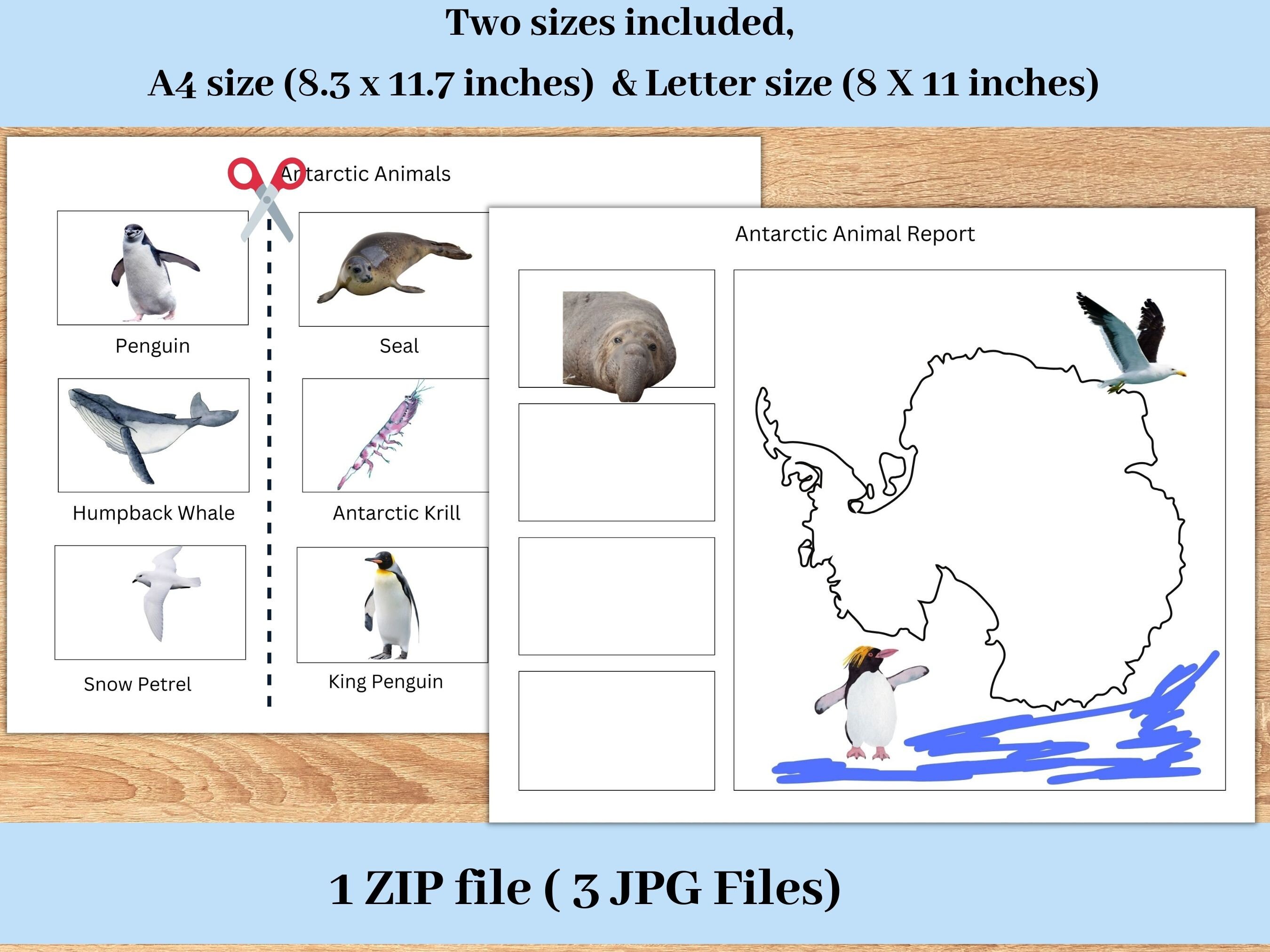 Antarctic Animal Report, Geography Printable for Toddlers Pre-k ...