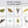 Printable Forest Animal Flashcards, Pond Spring Nature Unit Study ...