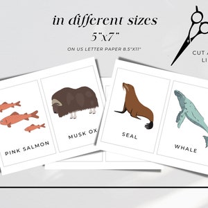 Printable Polar Arctic Animal Flashcards Nature Unit Study Montessori ...
