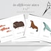 Printable Polar Arctic Animal Flashcards Nature Unit Study Montessori ...