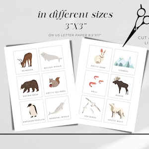 Printable Polar Arctic Animal Flashcards Nature Unit Study Montessori ...