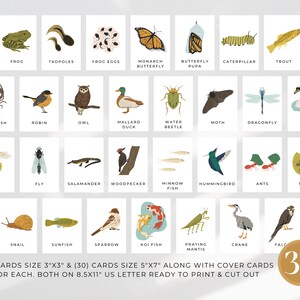 Printable Forest Animal Flashcards, Pond Spring Nature Unit Study ...