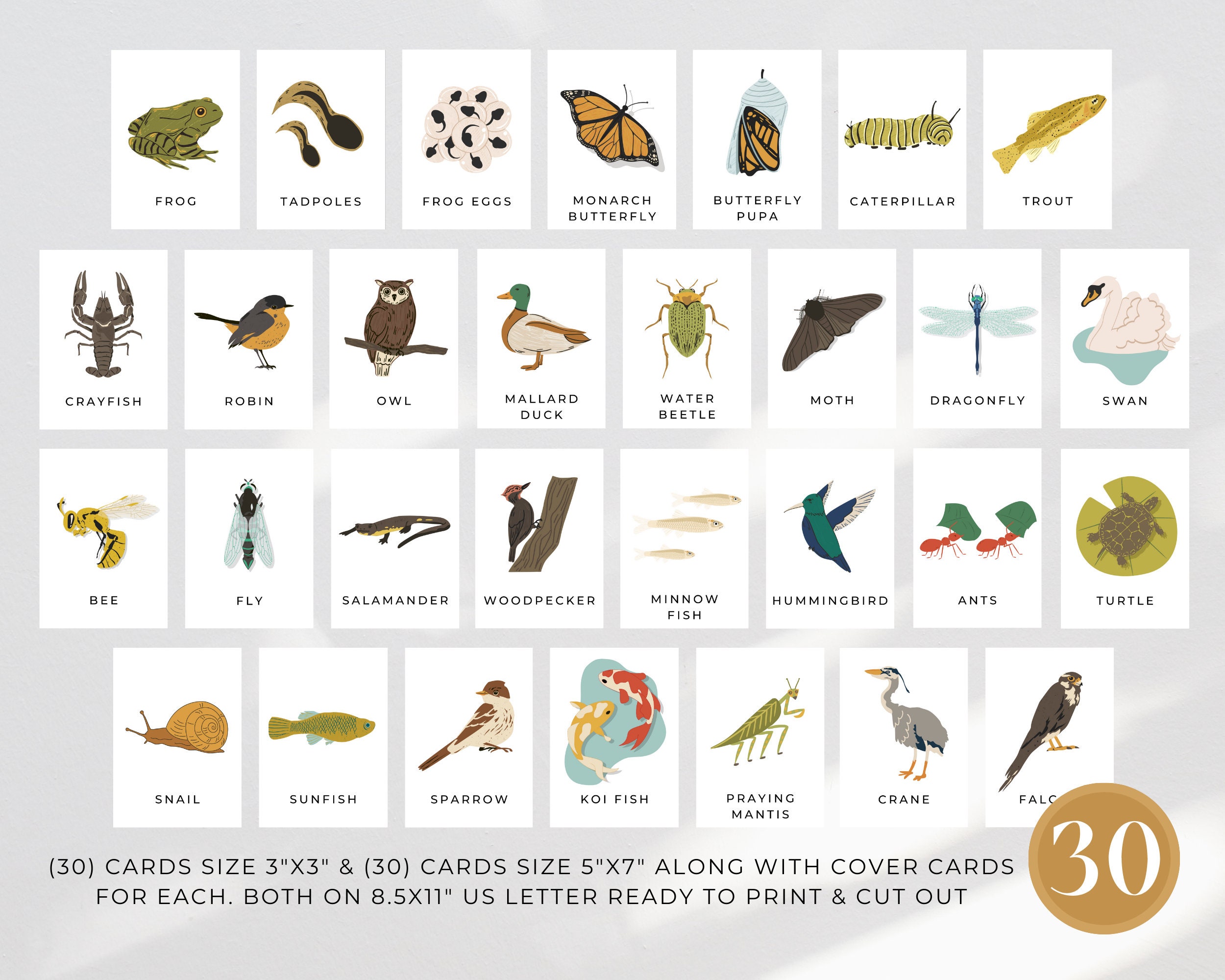 Printable Forest Animal Flashcards, Pond Spring Nature Unit Study ...