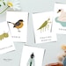 Printable Forest Animal Flashcards, Pond Spring Nature Unit Study ...