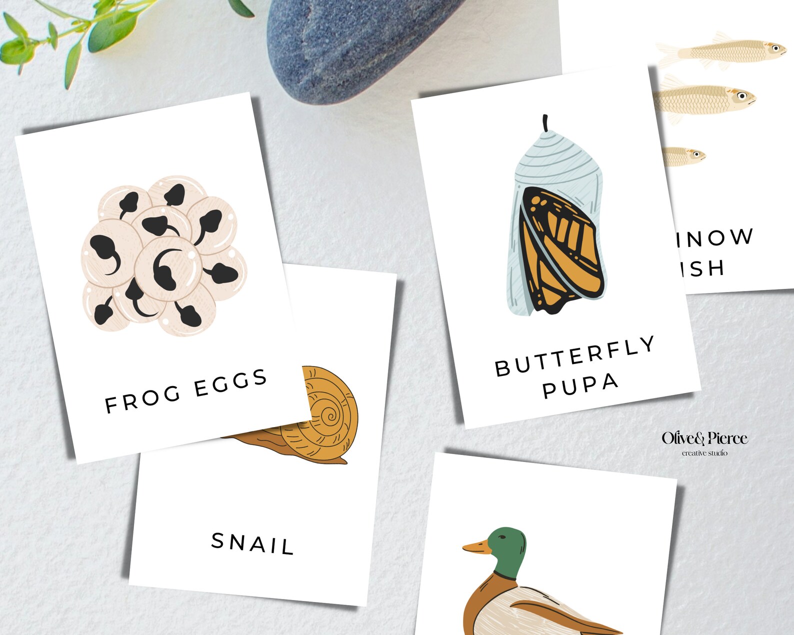 Printable Forest Animal Flashcards, Pond Spring Nature Unit Study ...