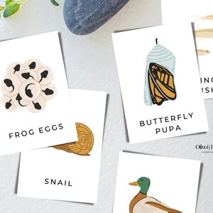 Printable Forest Animal Flashcards, Pond Spring Nature Unit Study ...