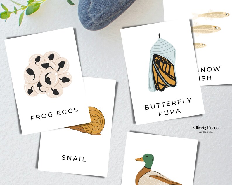 Printable Forest Animal Flashcards, Pond Spring Nature Unit Study ...