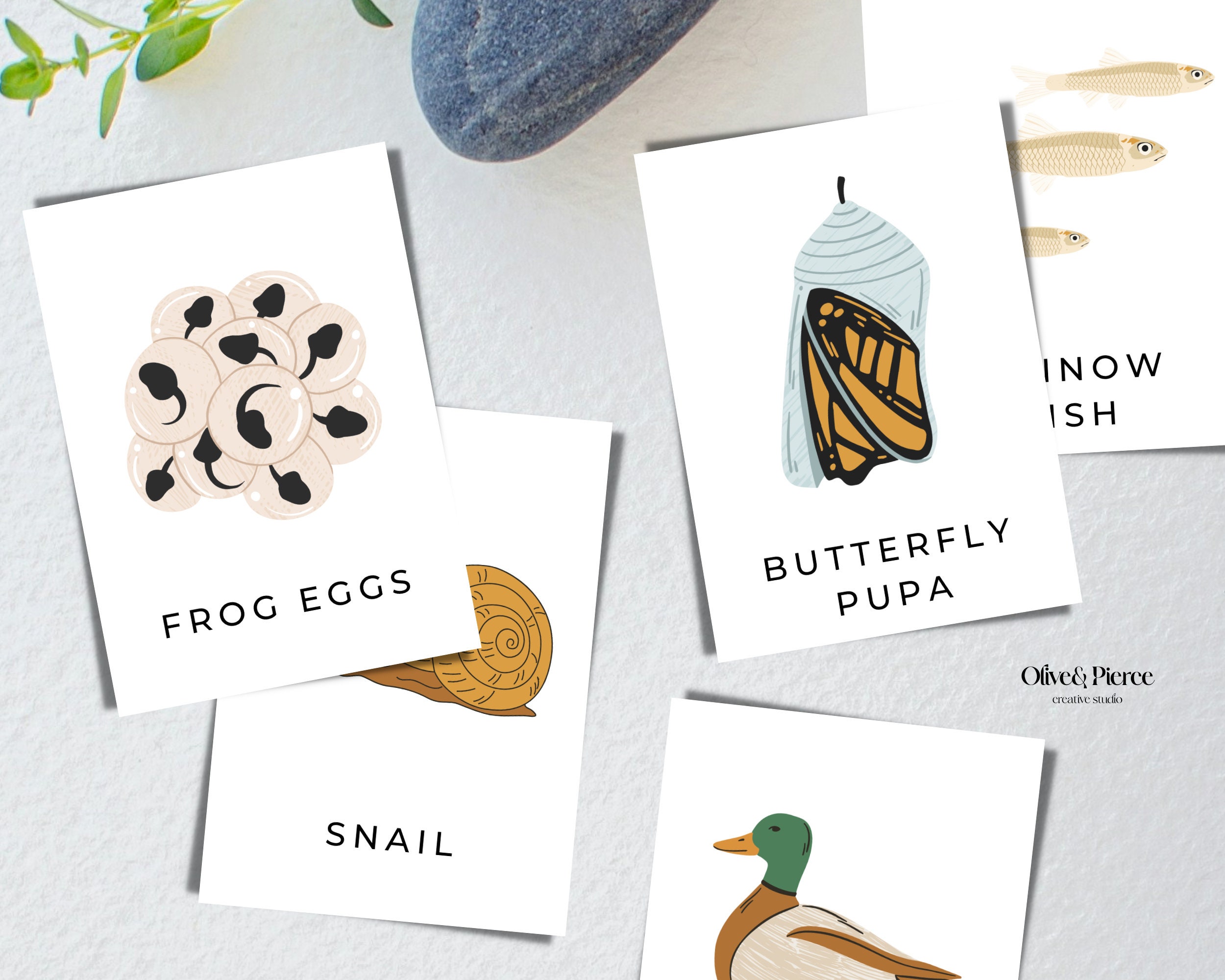 Printable Forest Animal Flashcards, Pond Spring Nature Unit Study ...