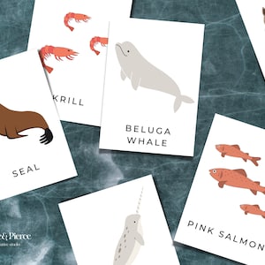 Printable Polar Arctic Animal Flashcards Nature Unit Study Montessori ...