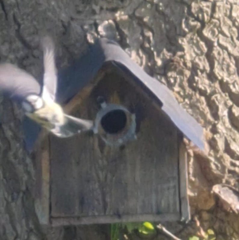 1 Bird Box Predator Protection Guard Kit Nest Box Squirrel, Magpie, Cat ...