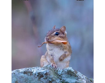 smiling chipmunk