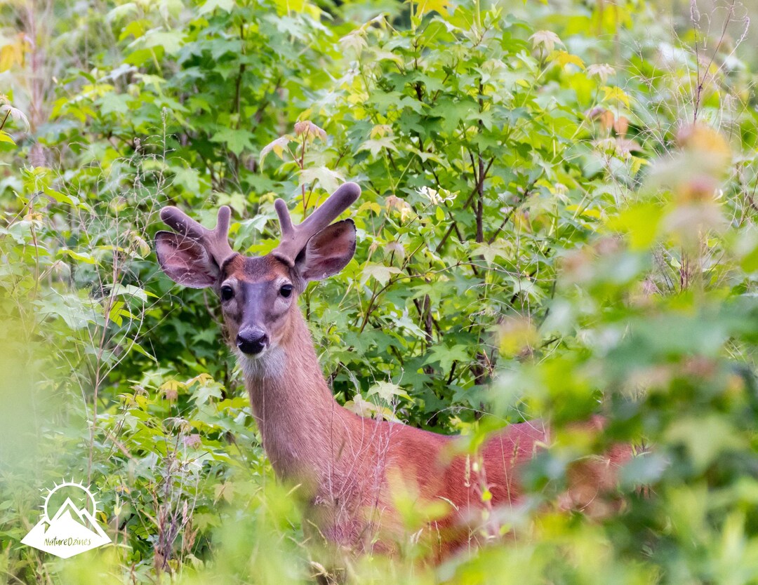 Deer Photograph Whitetail Deer Artwork Wildlife Dorm Decor Nature ...
