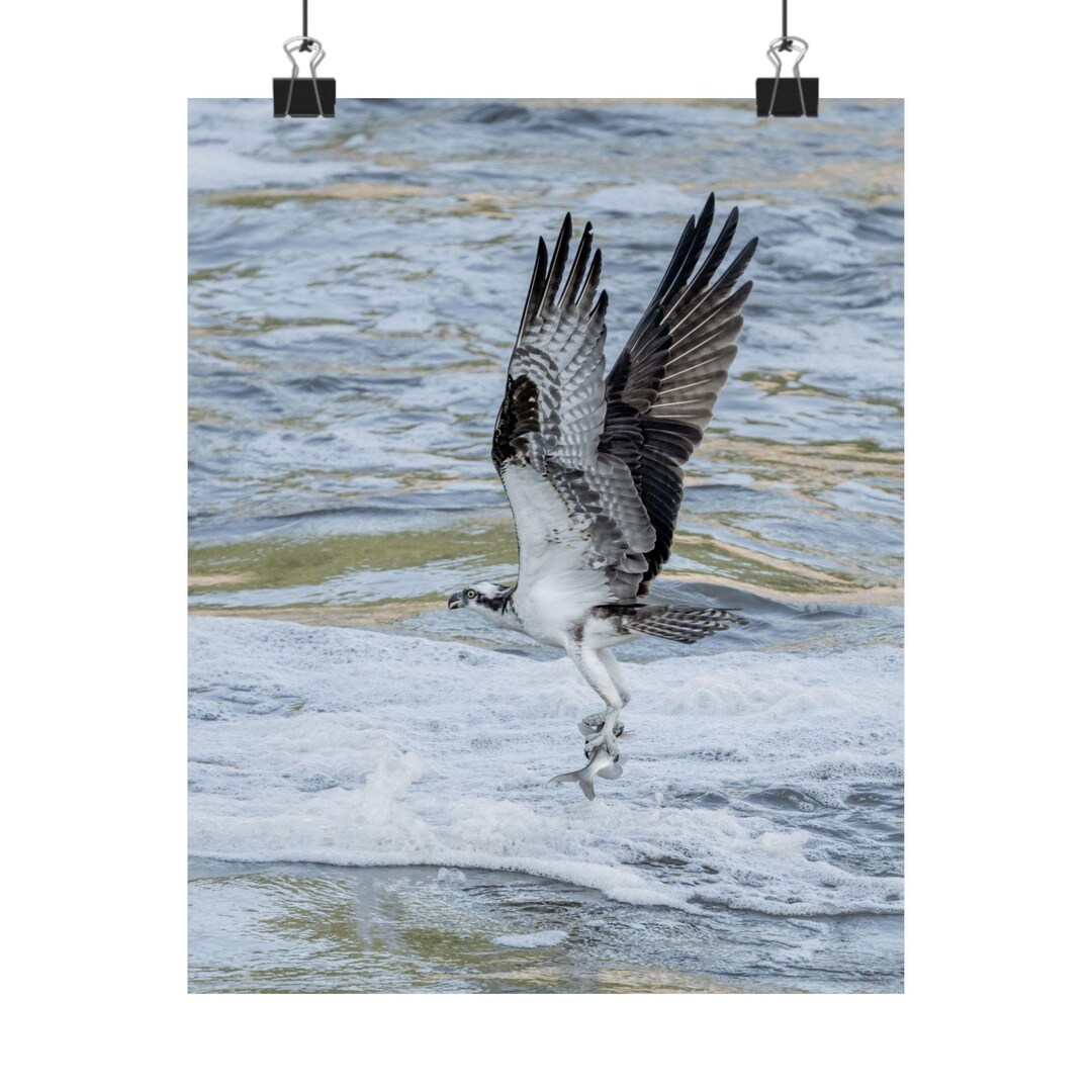 Osprey Poster Raptor Wildlife Print Nature Inspired Wildlife Wall Art ...